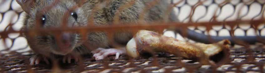 Roseville pest control - Mobley Pest Services in Roseville